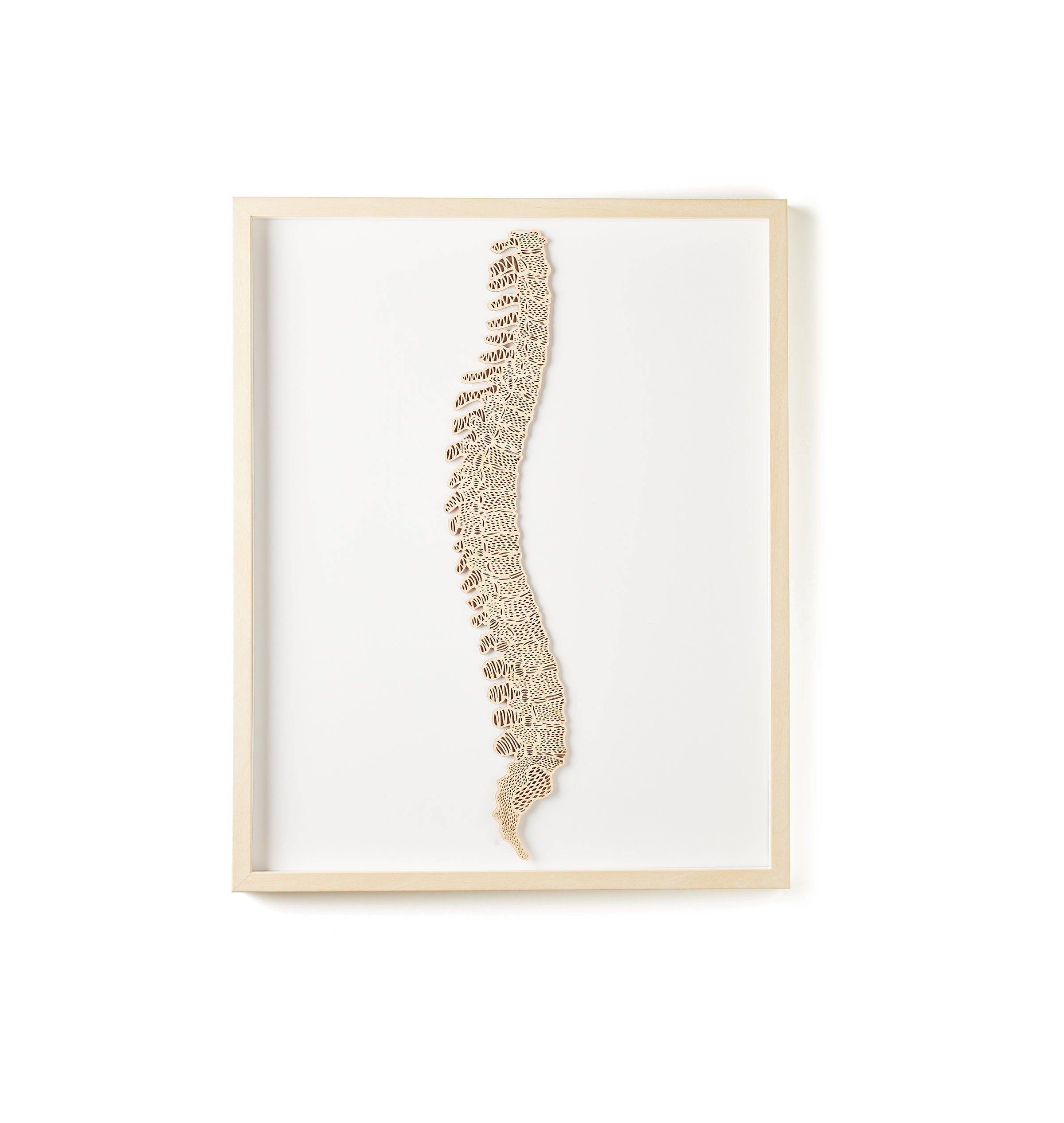Anatomical Spine Wooden Artwork | Light + Paper