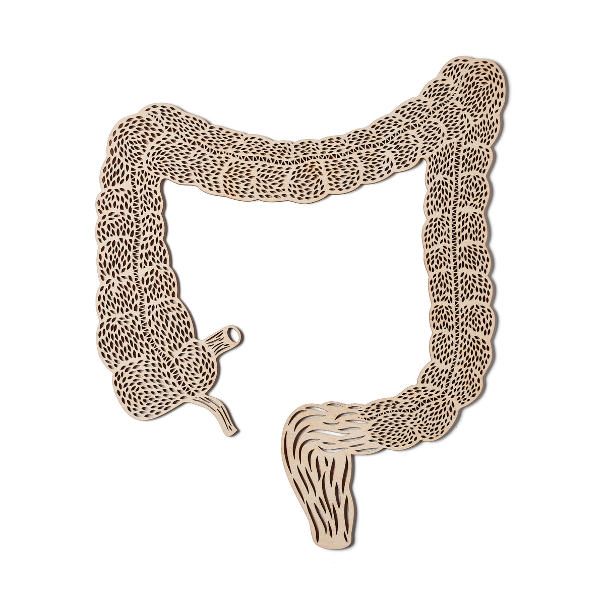 Anatomical Large Intestine Wooden Artwork | Light + Paper