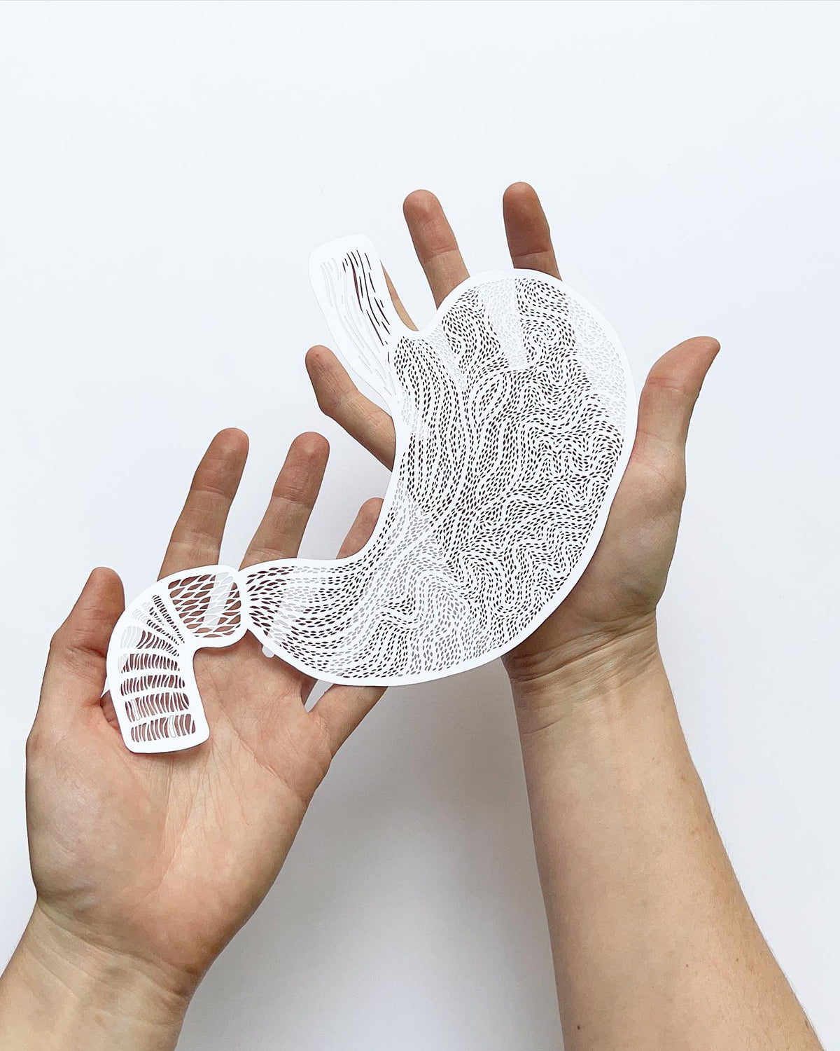 Anatomical Stomach Papercutting Artwork | Light + Paper