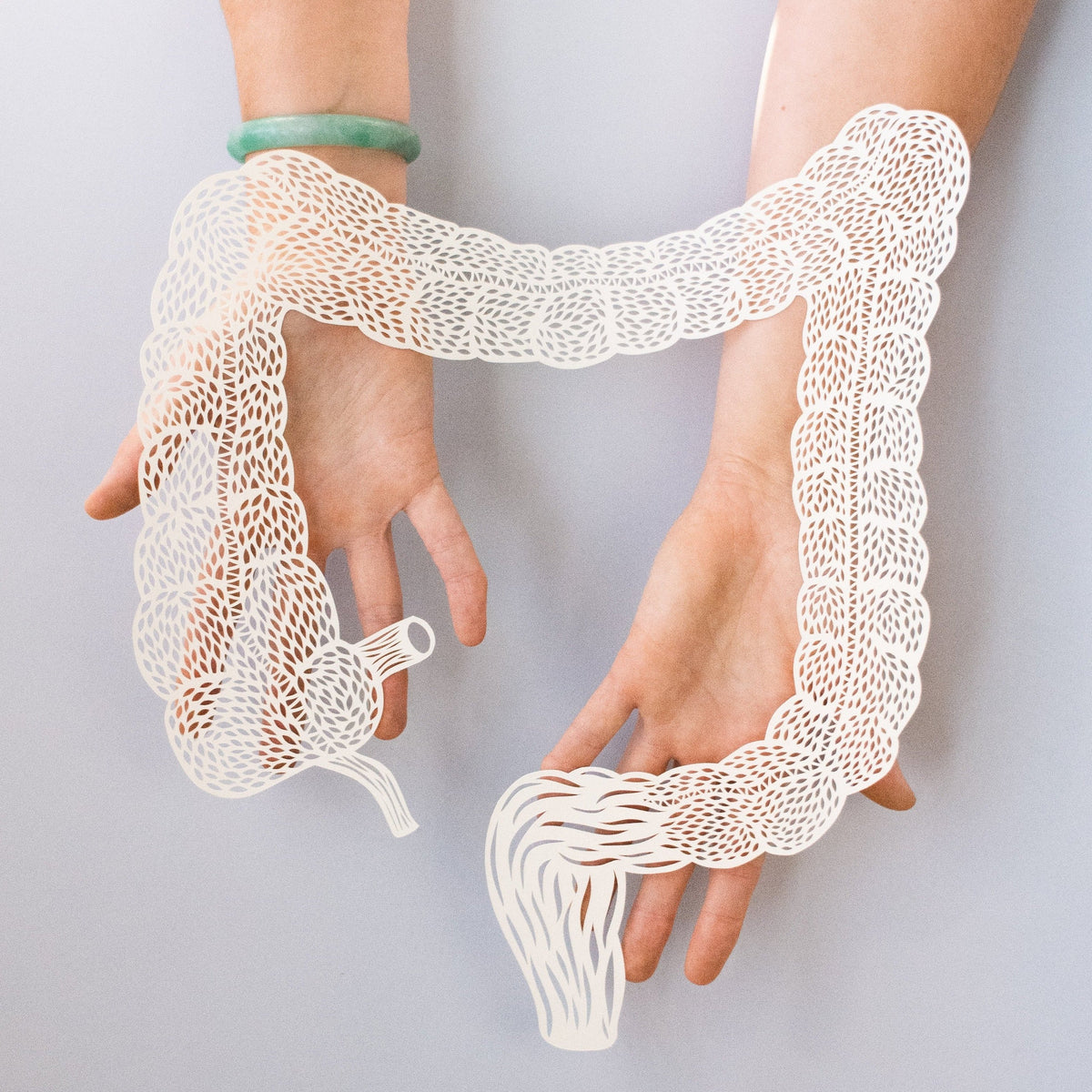 Anatomical Large Intestine Papercutting Artwork | Light + Paper
