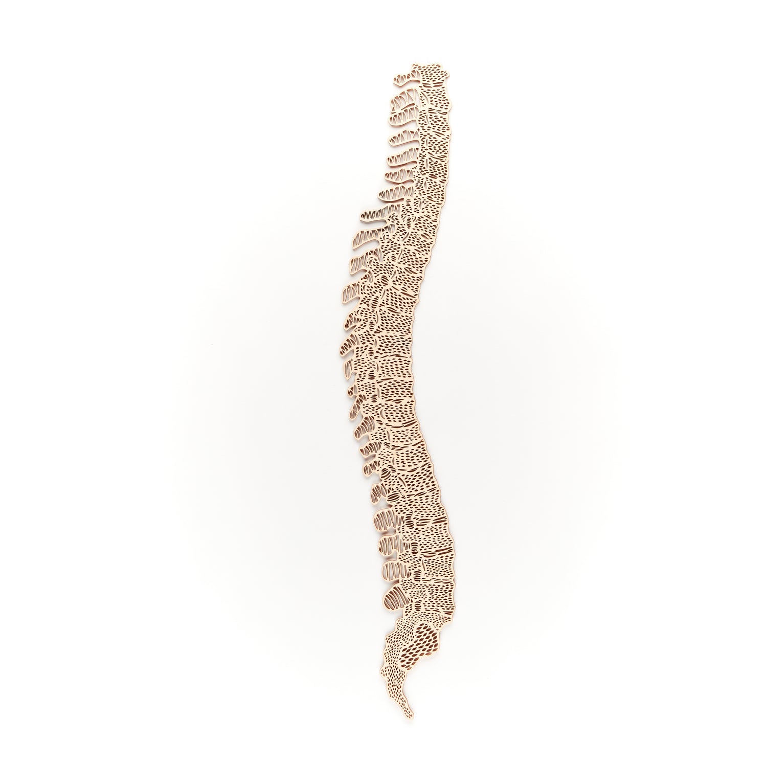 Anatomical Spine Wooden Artwork | Light + Paper