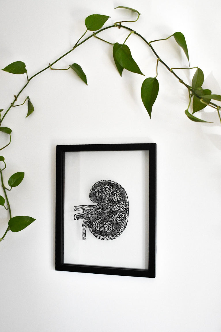 Anatomical Kidney Papercutting Artwork | Light + Paper